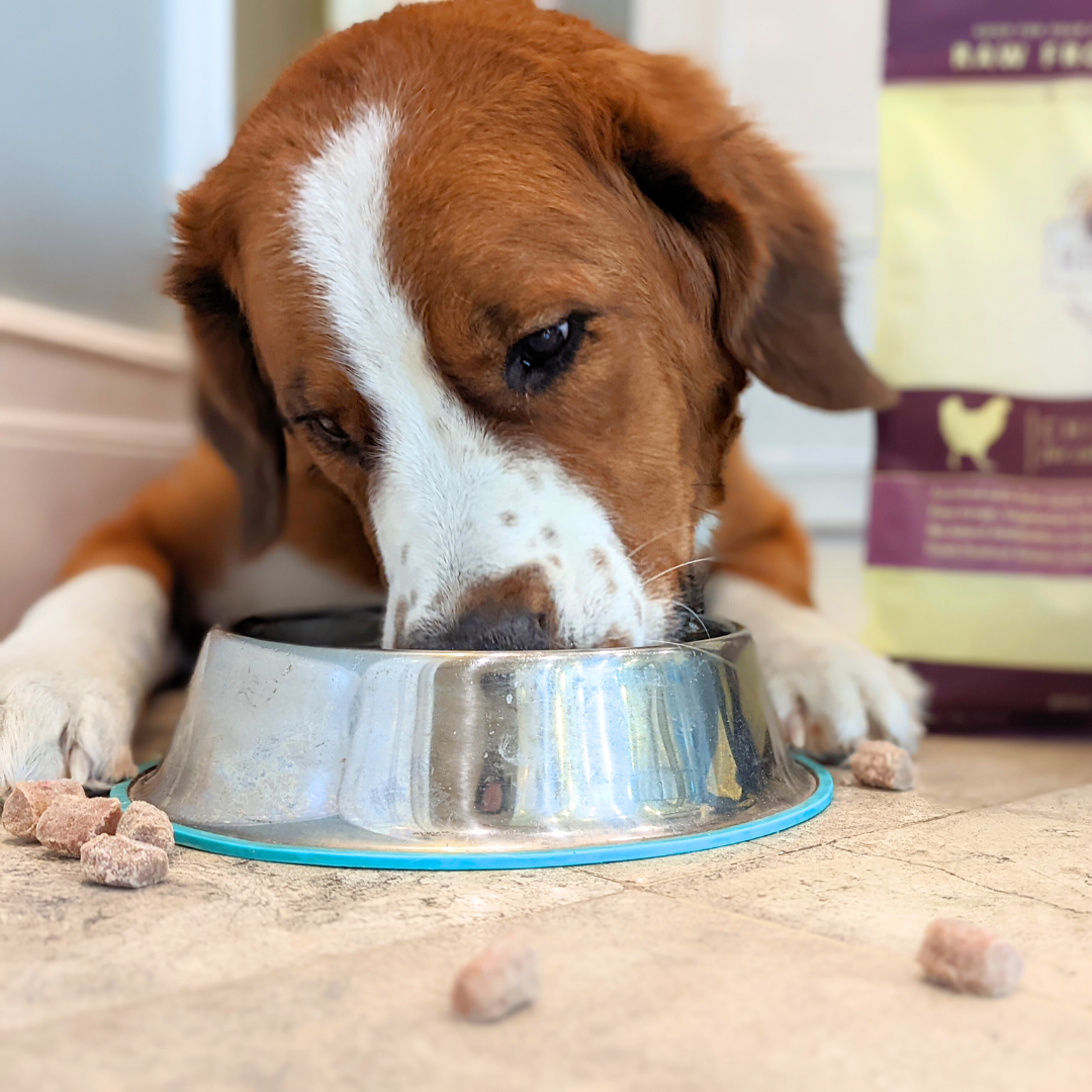 How to Get a Picky Dog to Eat: Tips for Picky Eaters – Raw Pet Food
