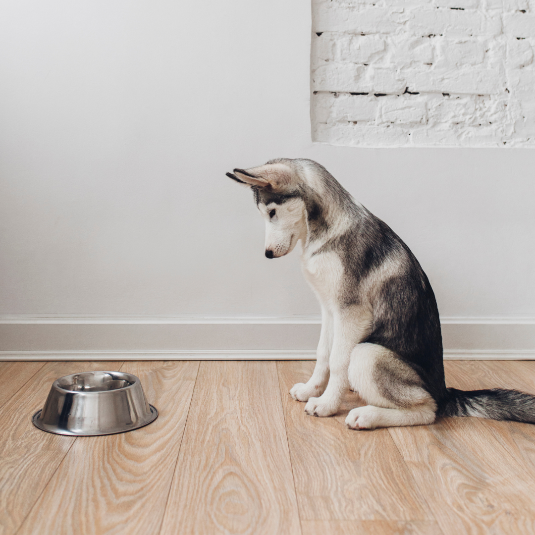 What is the Best Dog Food for Picky Eaters? – Raw Pet Food