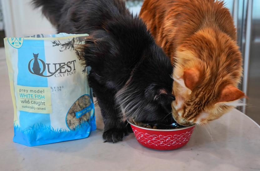 Quest Frozen Raw Cat Food | Steve's Real Food – Raw Pet Food